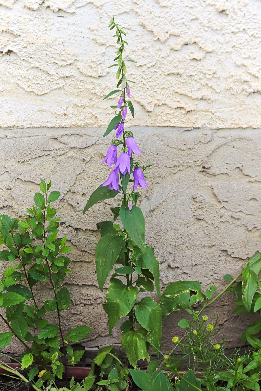 Weed Identification | Beaumont